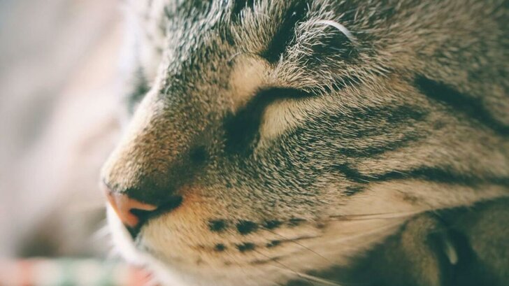 Ce chat possède le ronronnement le plus puissant jamais mesuré 🐱 Le ...