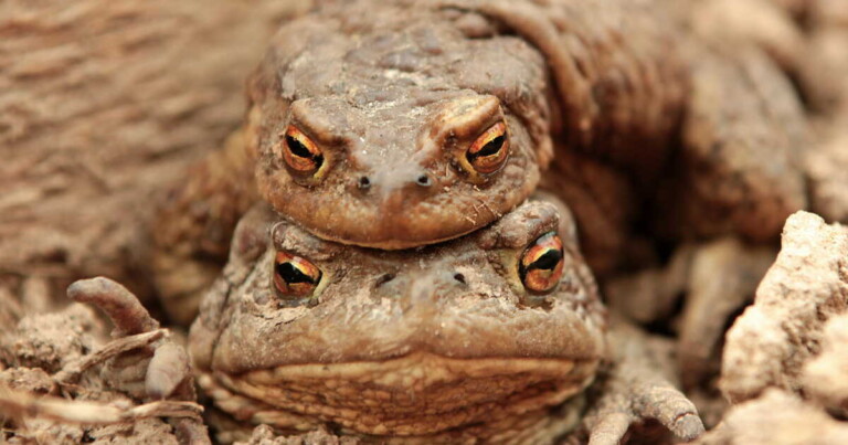 Quel est le nom de la femelle du crapaud ? 🐱 Le coin des Chats