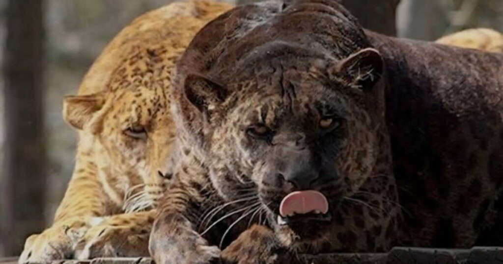Découvrez le jaglion, un hybride fascinant né de l'union de deux félins ...
