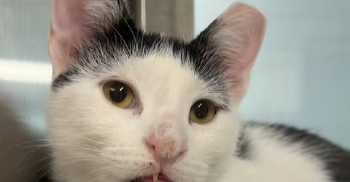 Ce chat au visage unique attire tous les regards et a ainsi réussi à ...