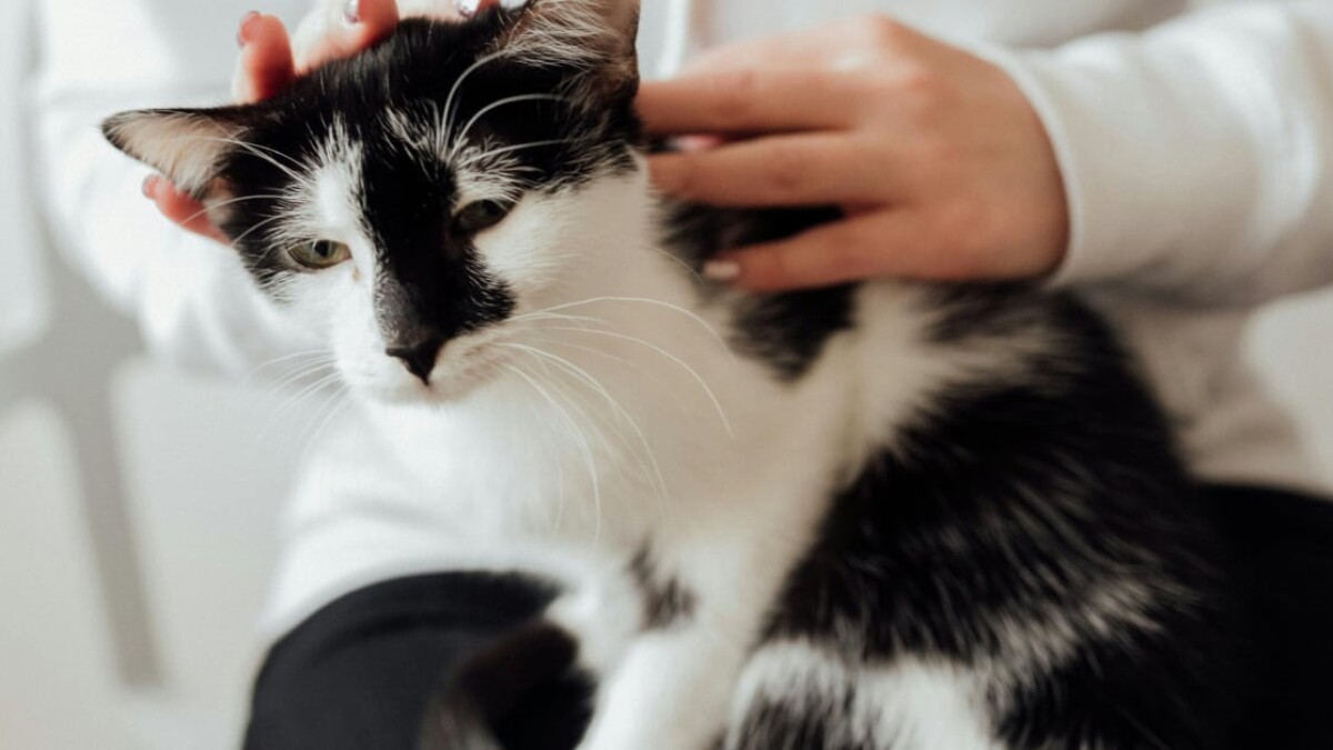 Quatre zones privilégiées pour caresser vos chats et leur apporter du ...